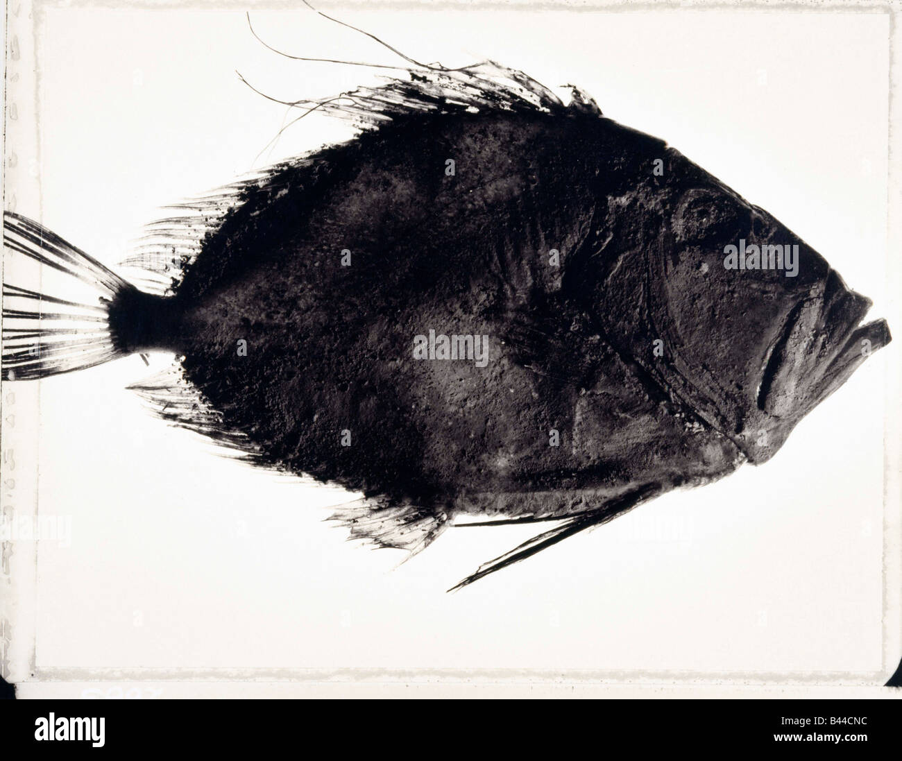 John Dory fish Stock Photo - Alamy