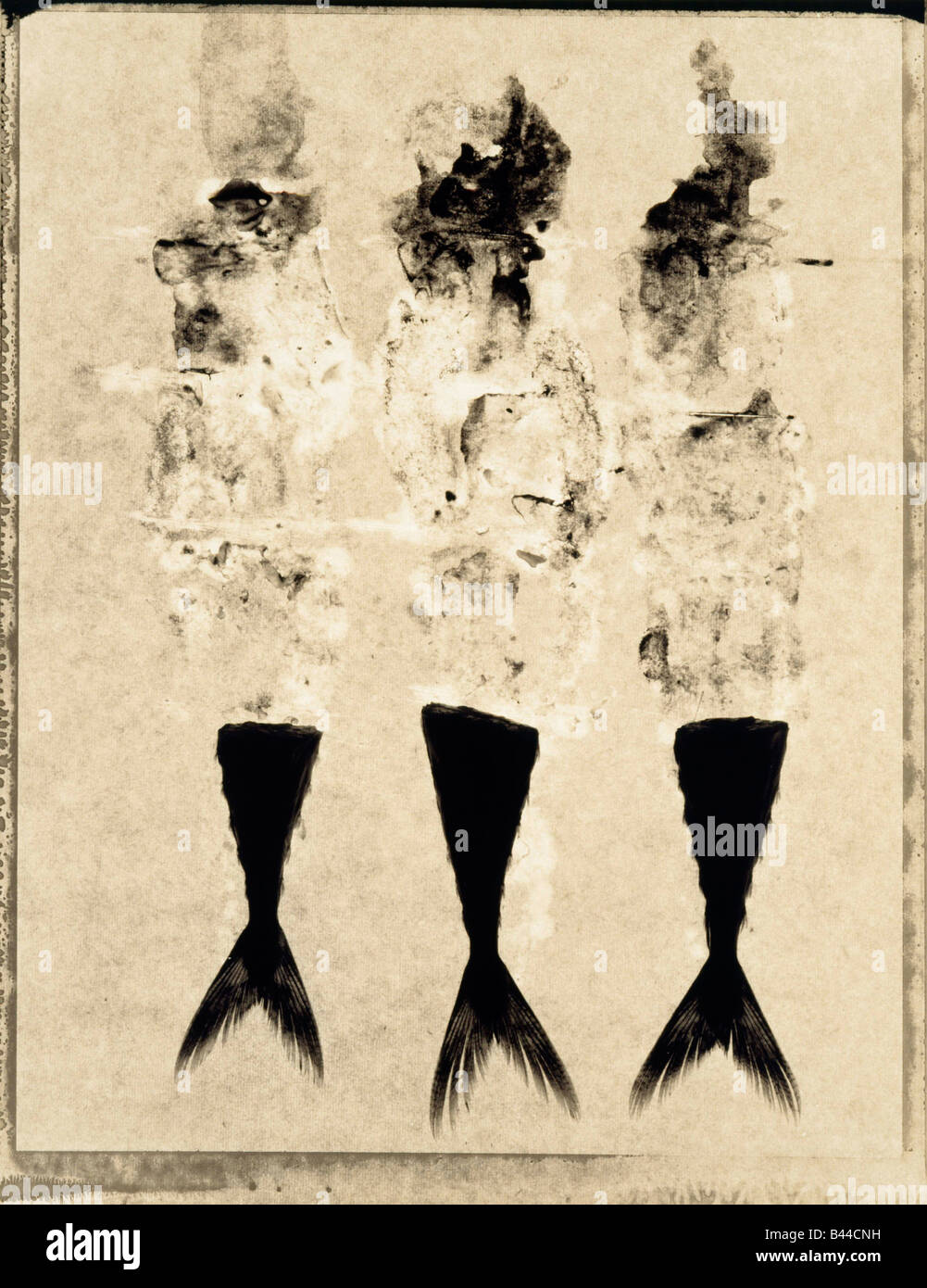 Tail traces hi-res stock photography and images - Alamy