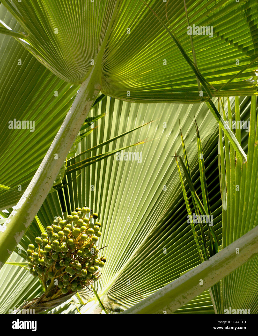 Fan palm fronds from below Stock Photo - Alamy
