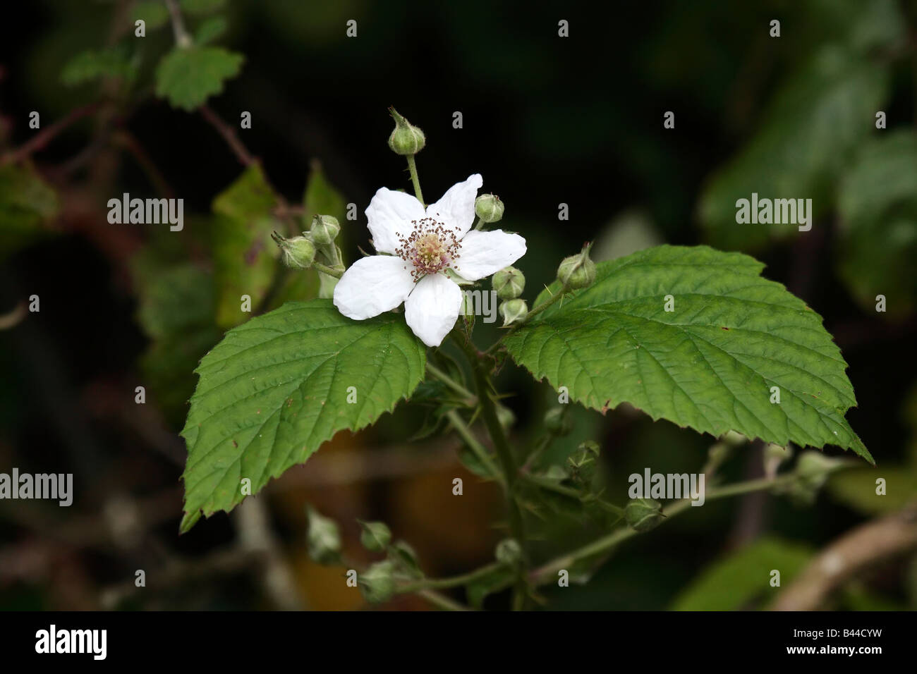 Briar flower hi-res stock photography and images - Alamy