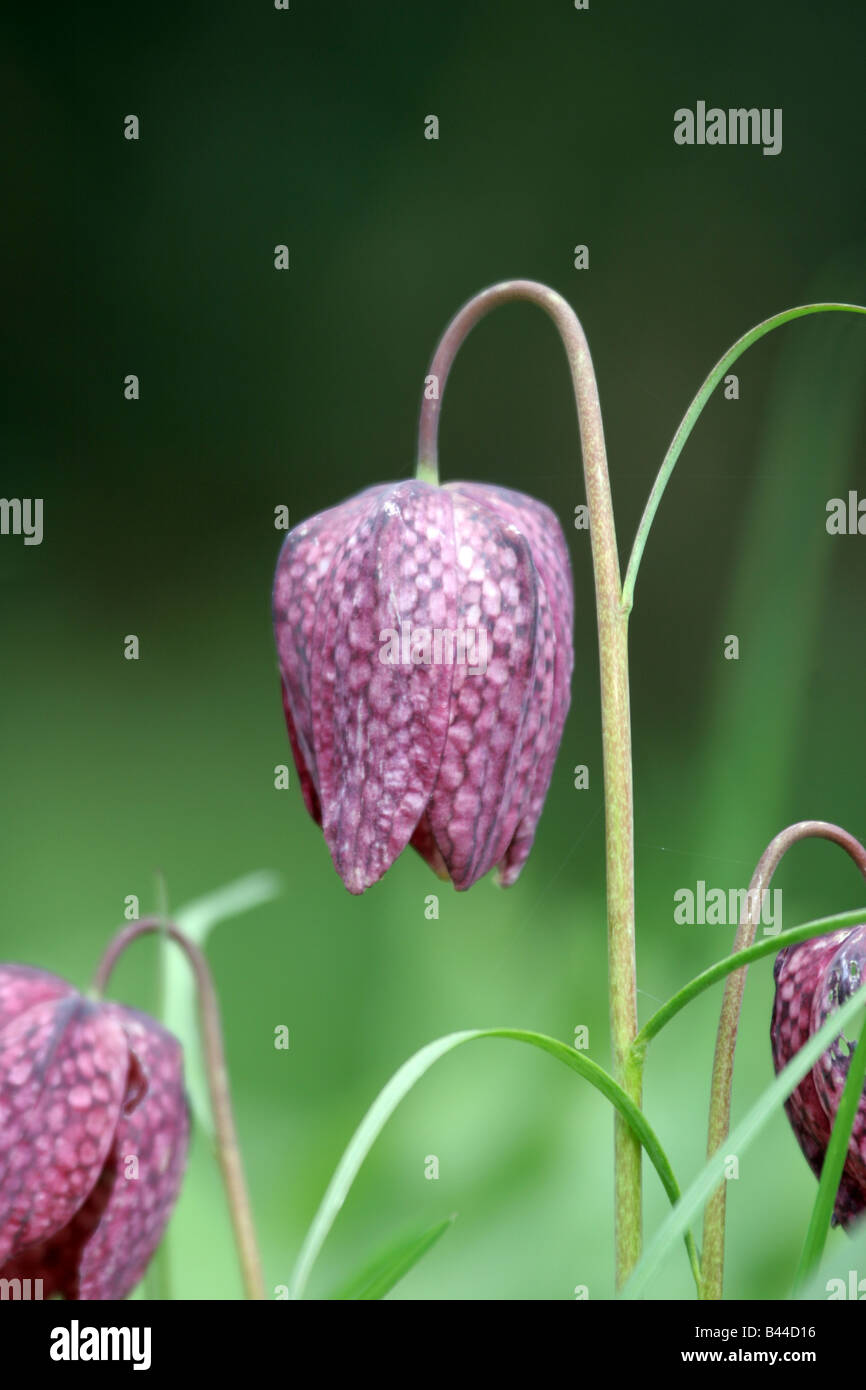 Snakes head fritillary flower hi-res stock photography and images - Alamy