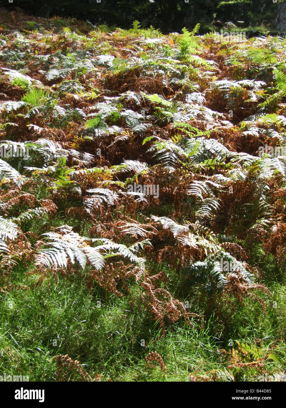 Dying ferns hi-res stock photography and images - Alamy