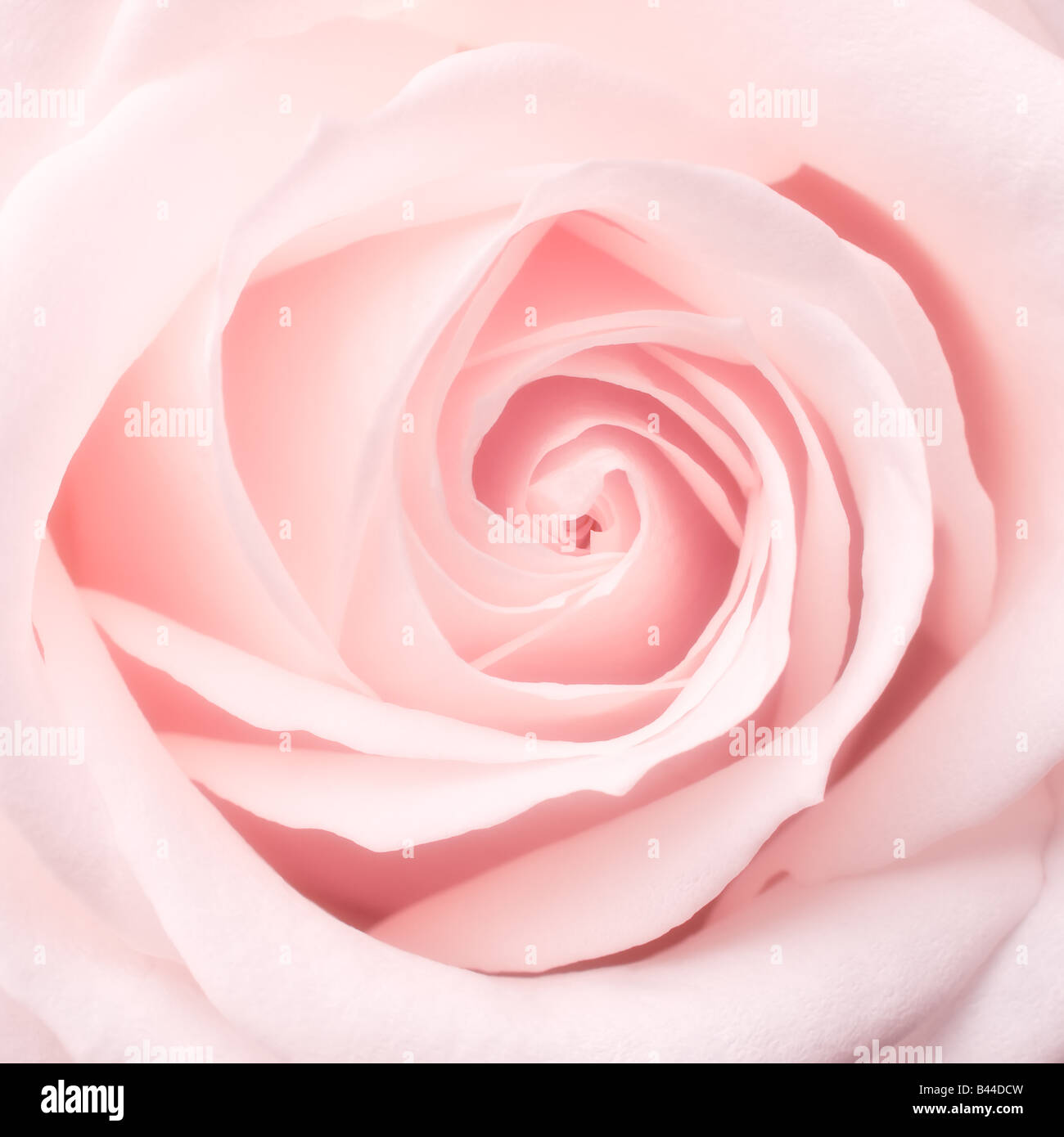 Abstract flower center detail hi-res stock photography and images - Alamy