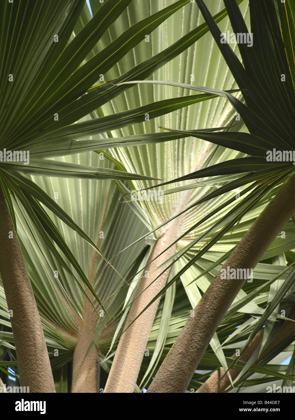 Fan palm fronds from below Stock Photo - Alamy