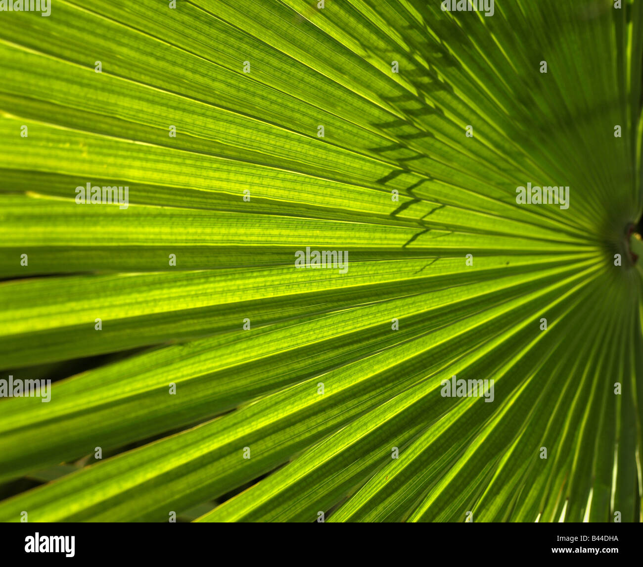 Sabal palm tree frond hi-res stock photography and images - Alamy
