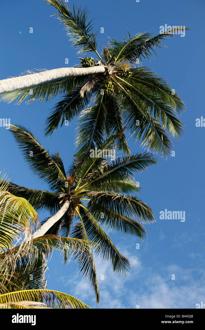 looking up at palm trees Stock Photo - Alamy