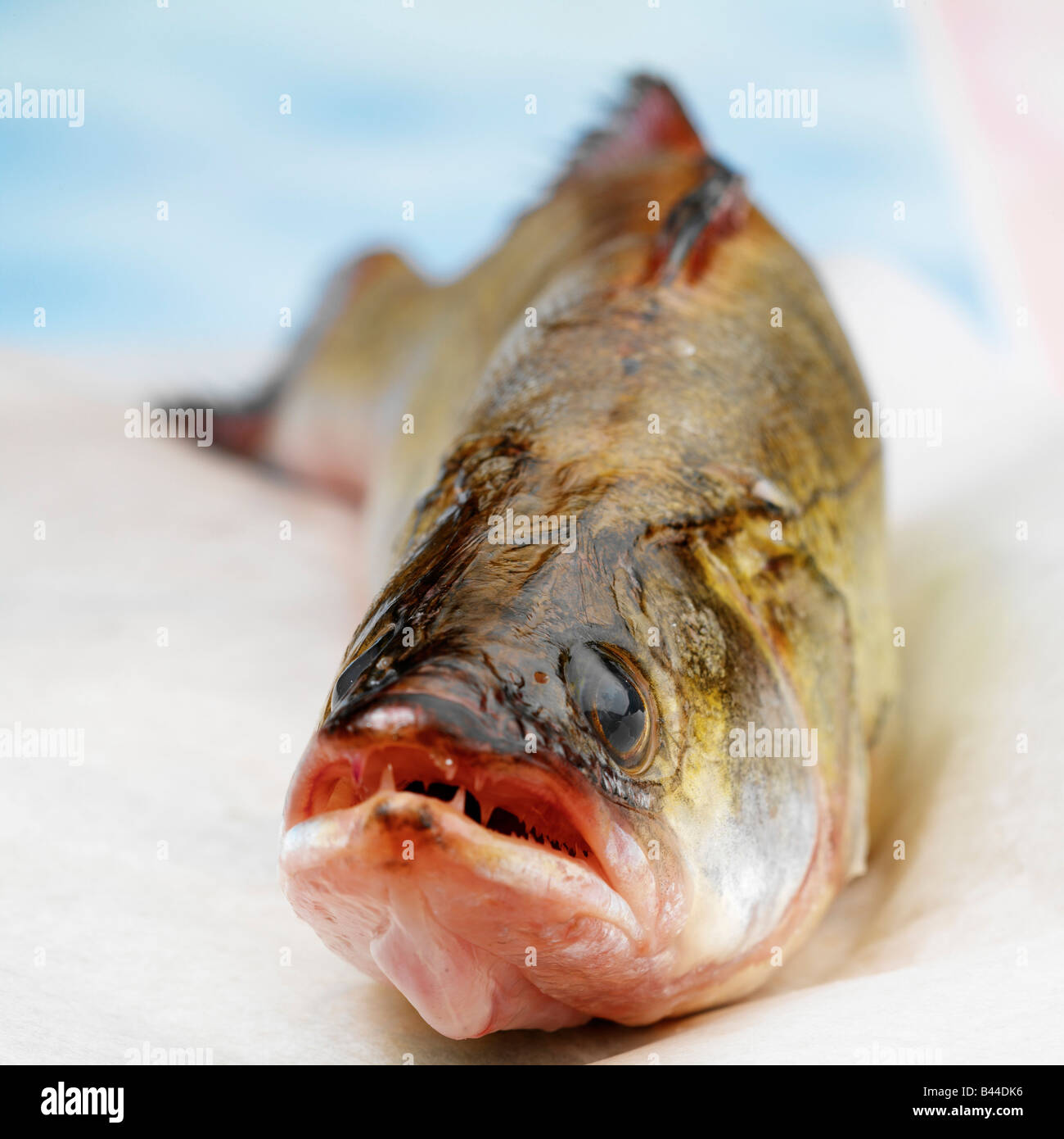 Fish pike perch hi-res stock photography and images - Alamy