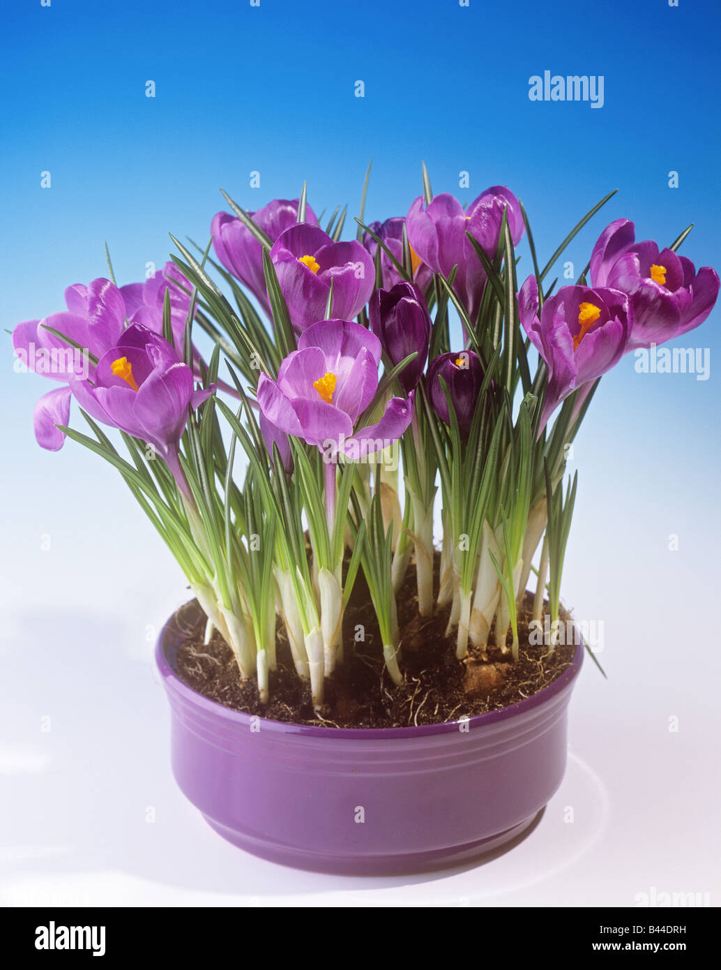 Spring crocus bowl hi-res stock photography and images - Alamy