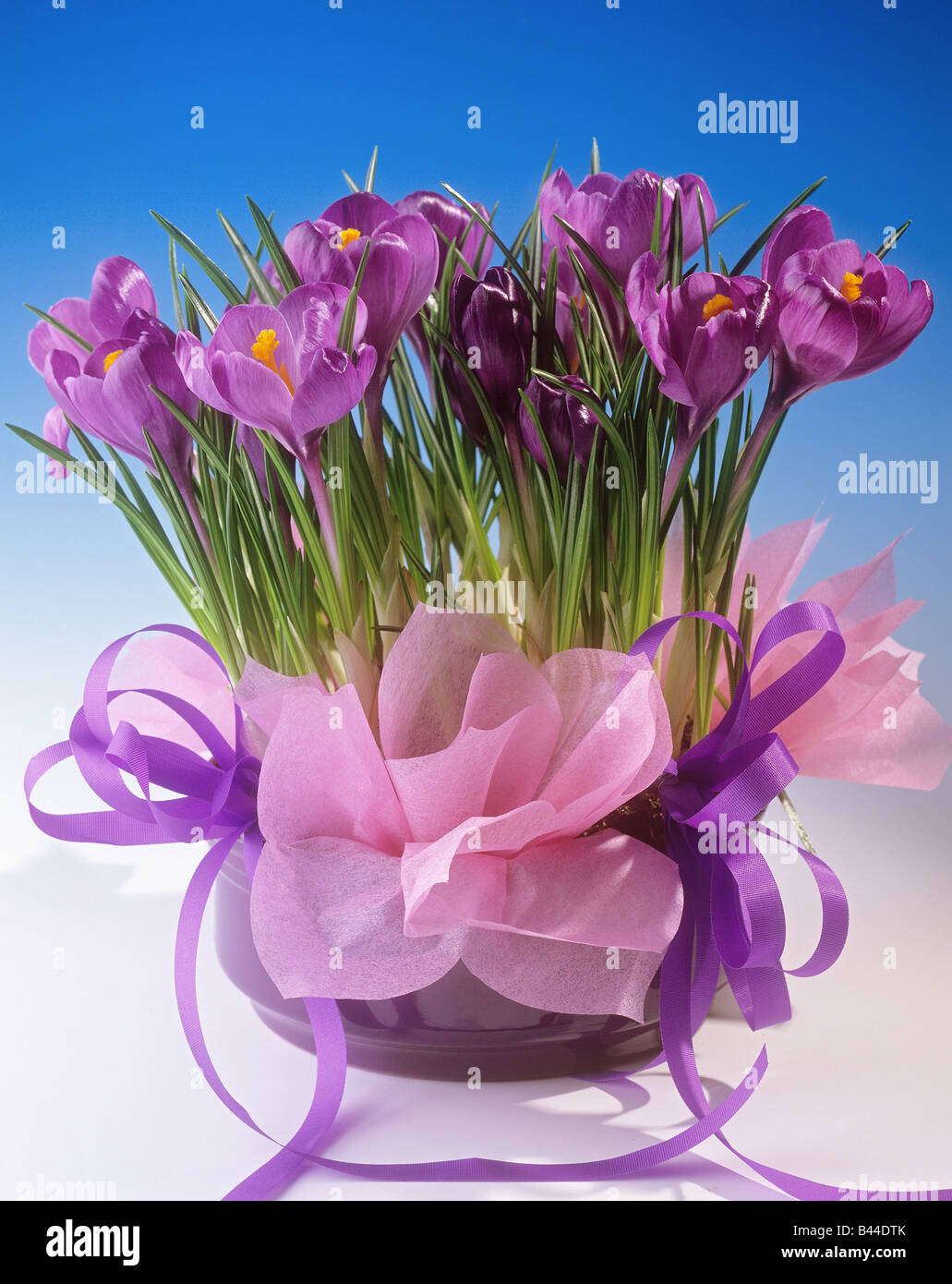 Spring crocus bowl hi-res stock photography and images - Alamy