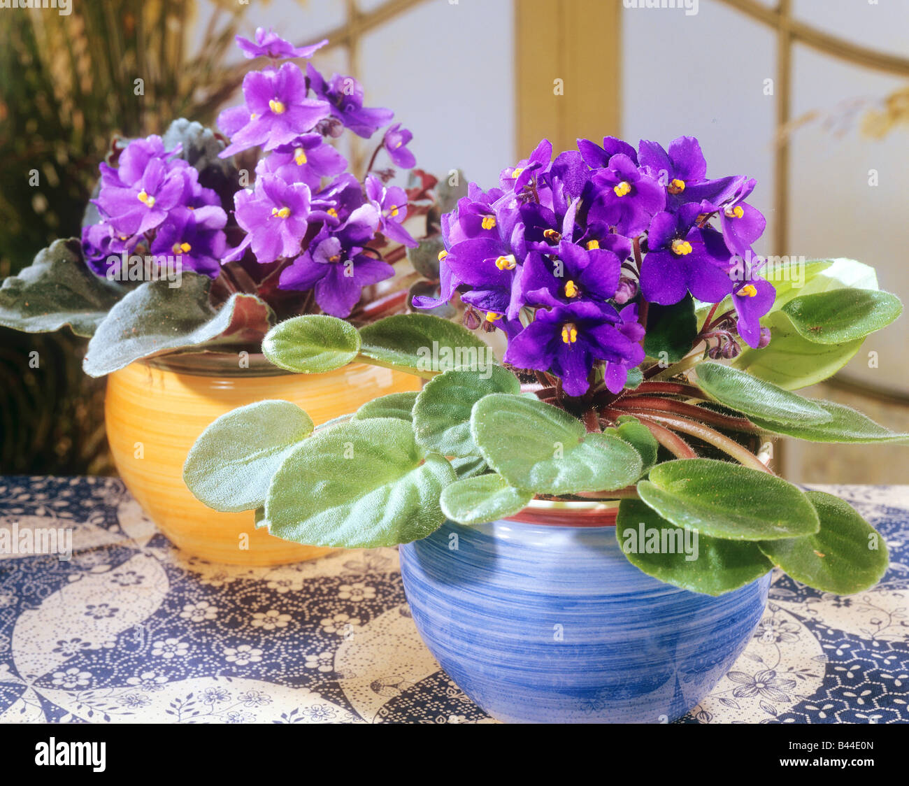 African violets indoors hi-res stock photography and images - Alamy