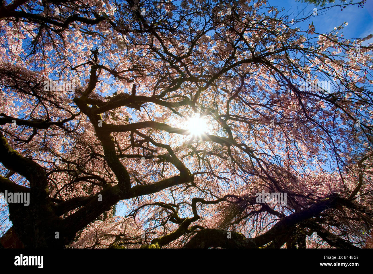 Sky through branches of cherry blossom tree hi-res stock photography ...