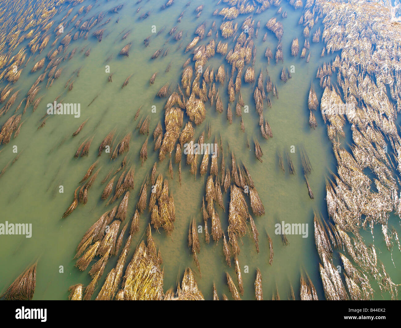river with plants Stock Photo - Alamy