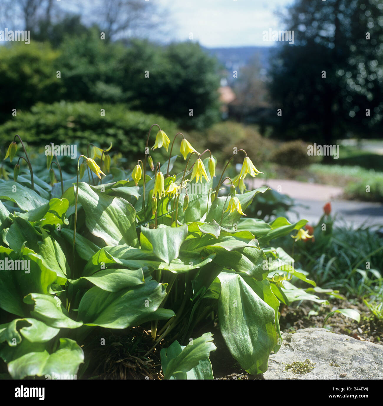 Dens hi-res stock photography and images - Alamy