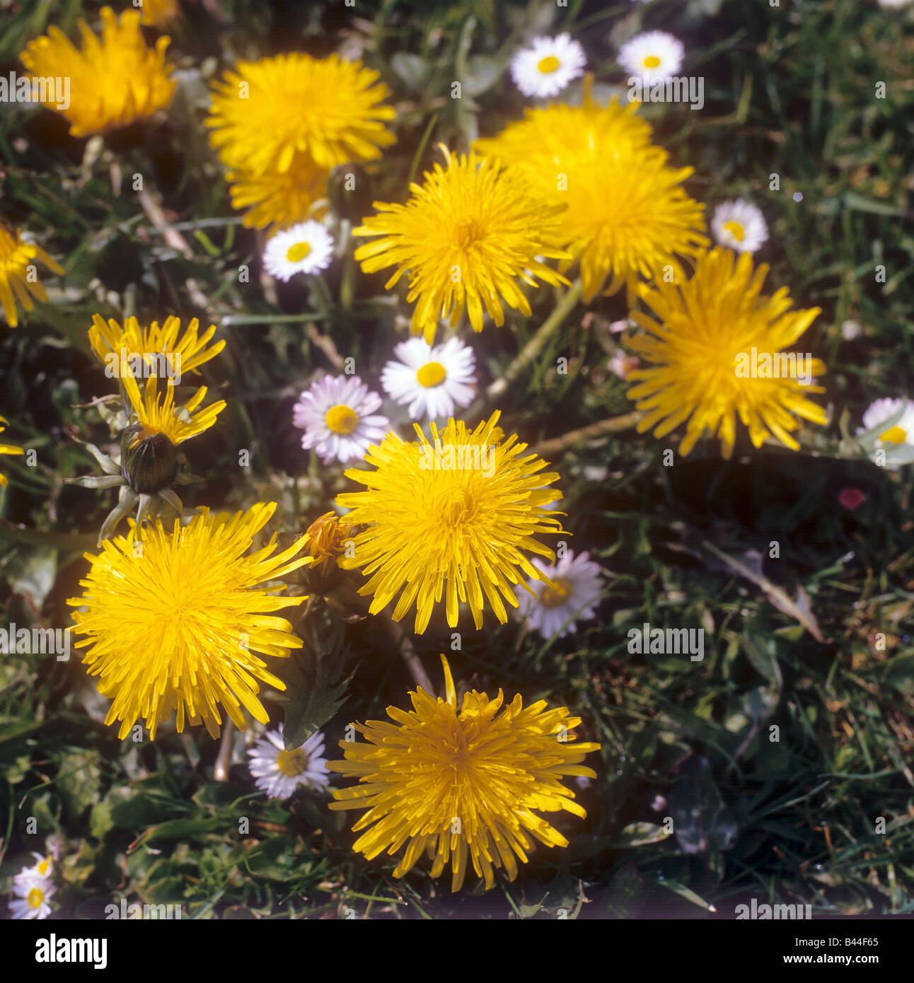 dandelion and daisies Stock Photo - Alamy
