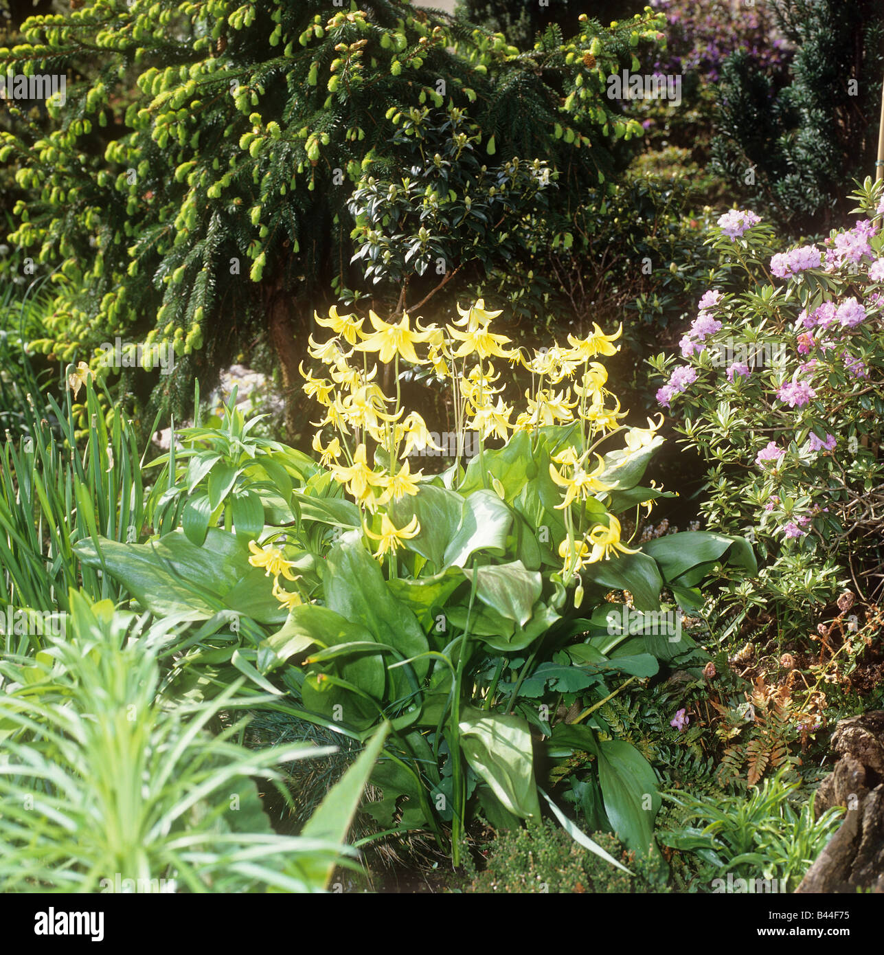 Dogtooth violet / Erythronium dens-canis Stock Photo - Alamy