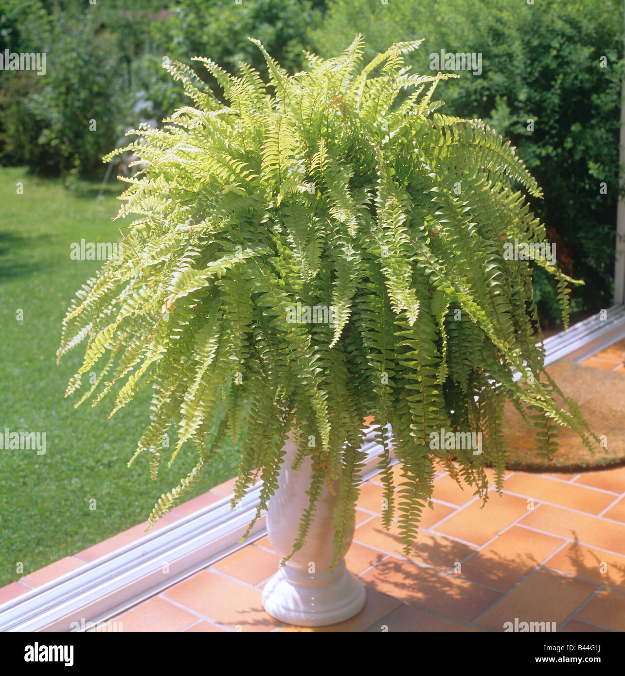 Boston fern pot hi-res stock photography and images - Alamy
