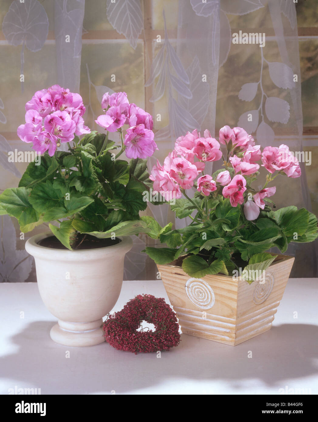 Geraniums indoors hi-res stock photography and images - Alamy