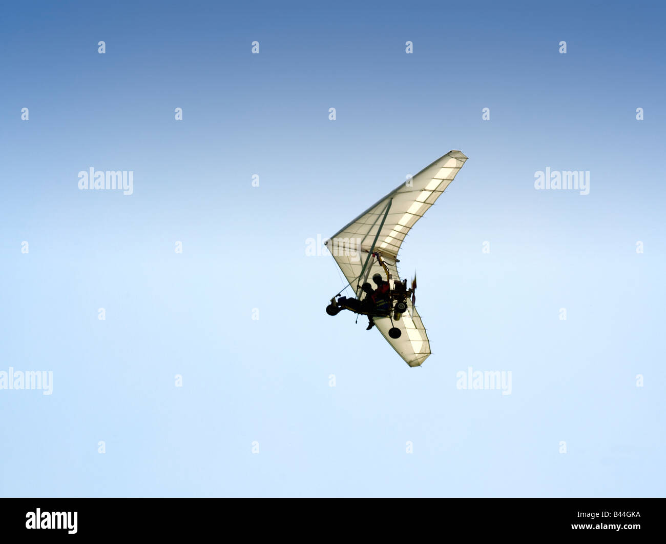 Flying lemur not colugo hi-res stock photography and images - Alamy
