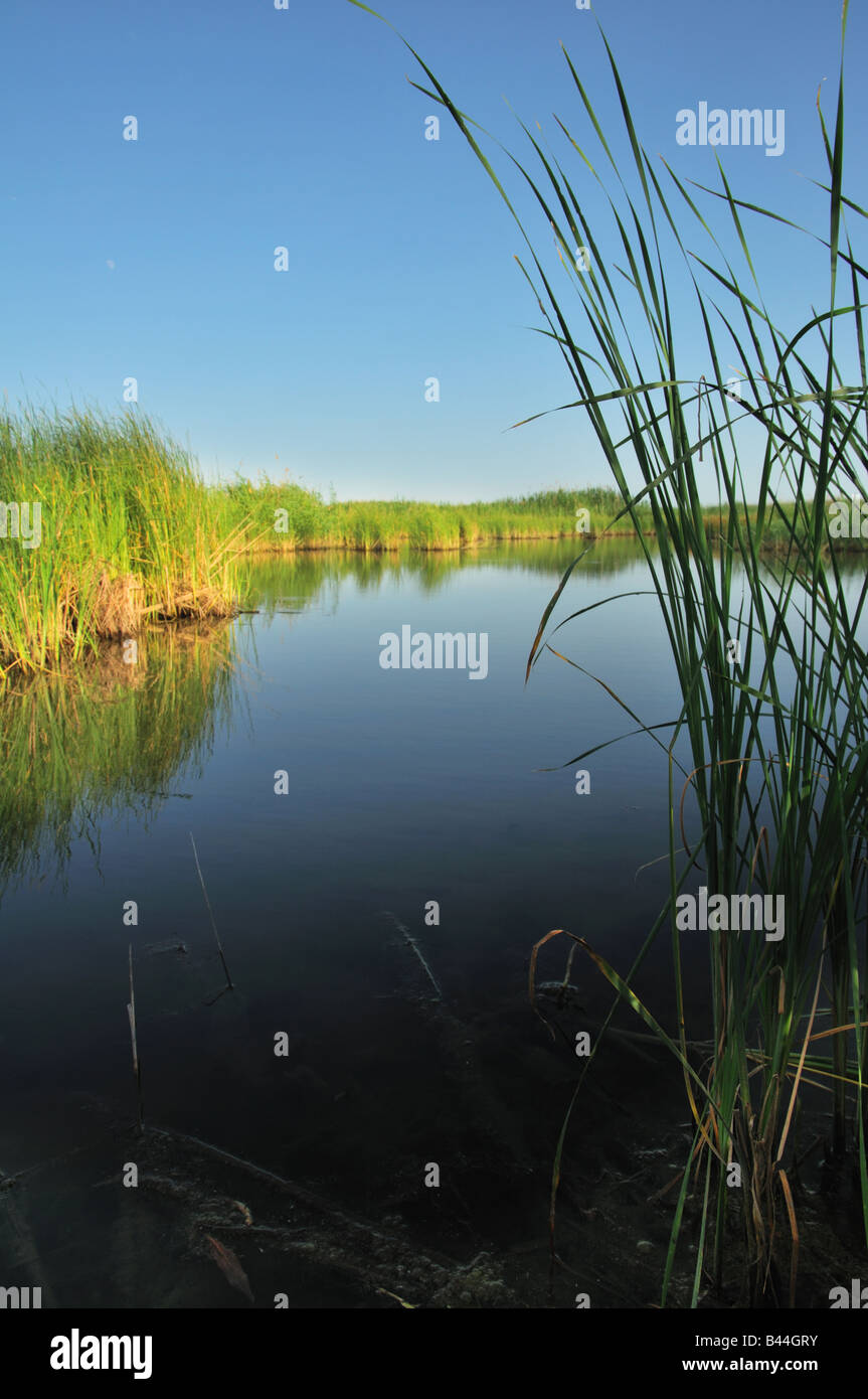 Early evening at Peshnoe Marshes where the Ural River flows into the ...