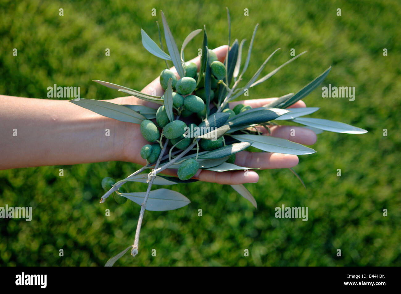hand holding olive branch Stock Photo - Alamy