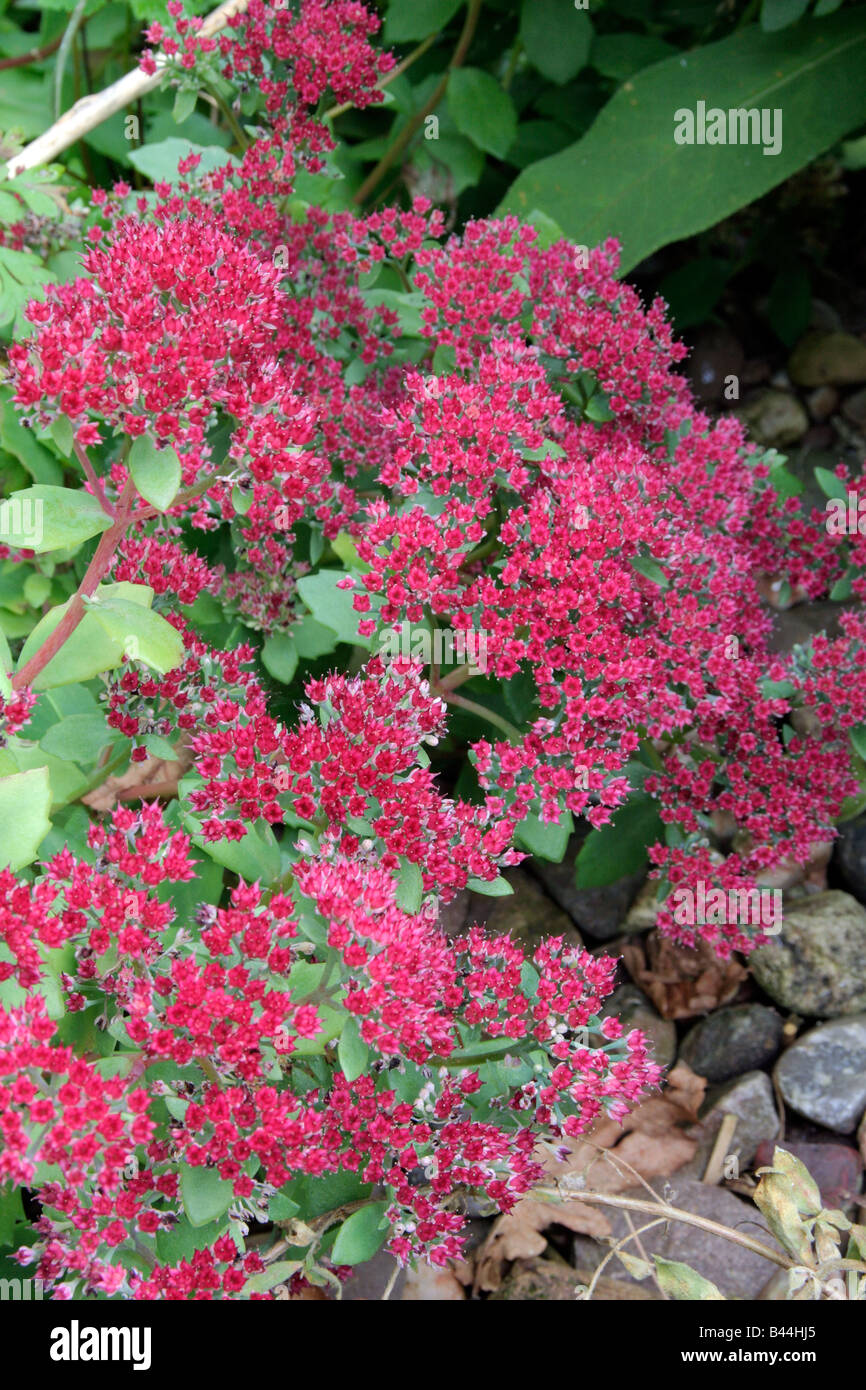 Sedum plant red hi-res stock photography and images - Alamy