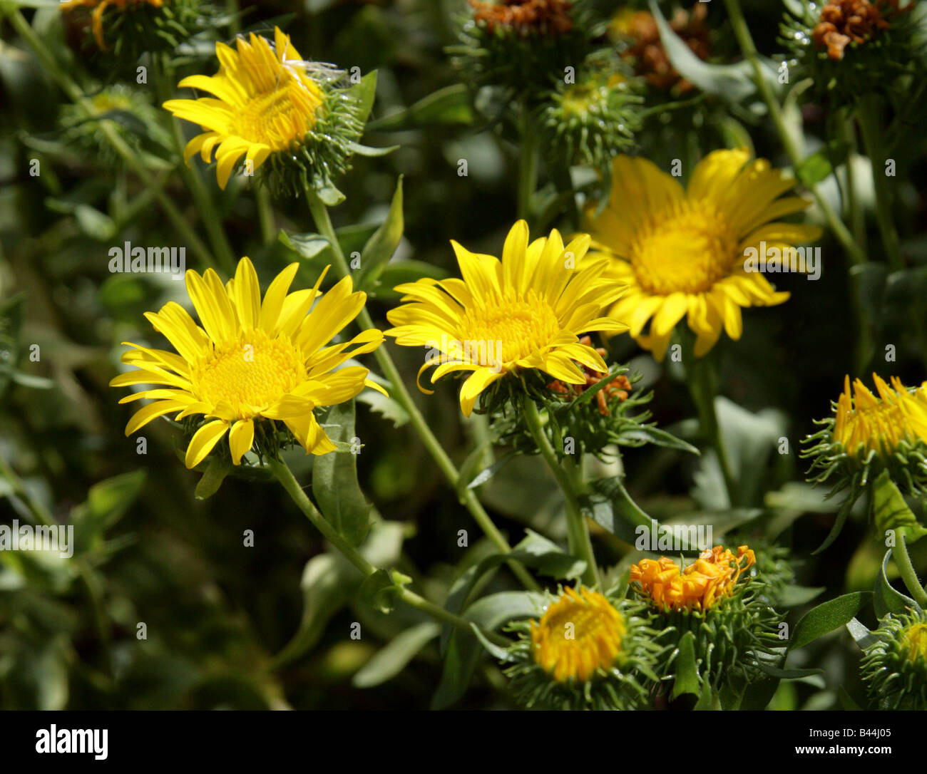 Gum Plant, Grindelia robusta Asteraceae, California, USA Stock Photo ...