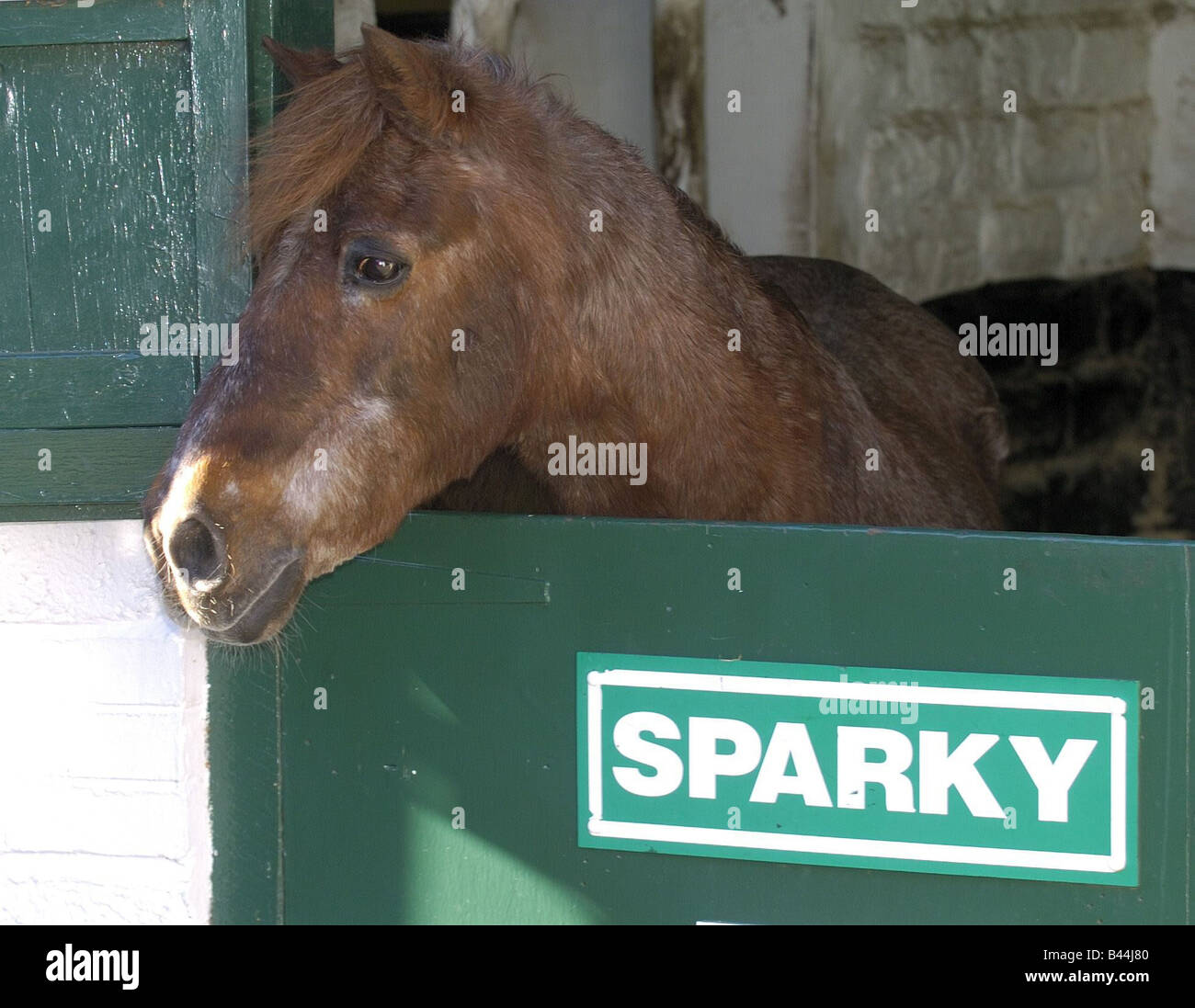 Sparky Britain s last pit pony at the National Mining Museum near ...