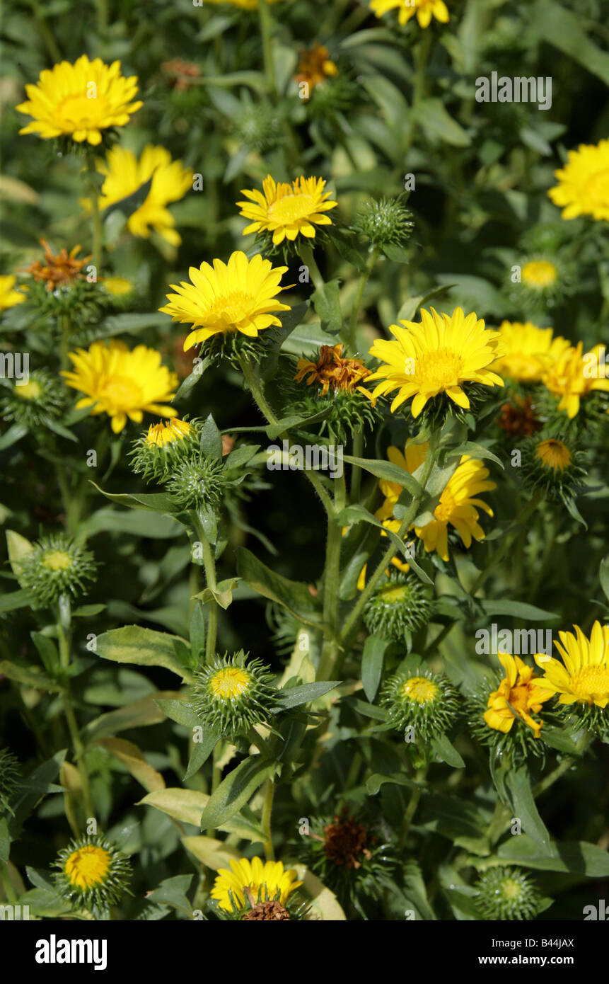 Gum Plant, Grindelia robusta Asteraceae, California, USA Stock Photo - Alamy