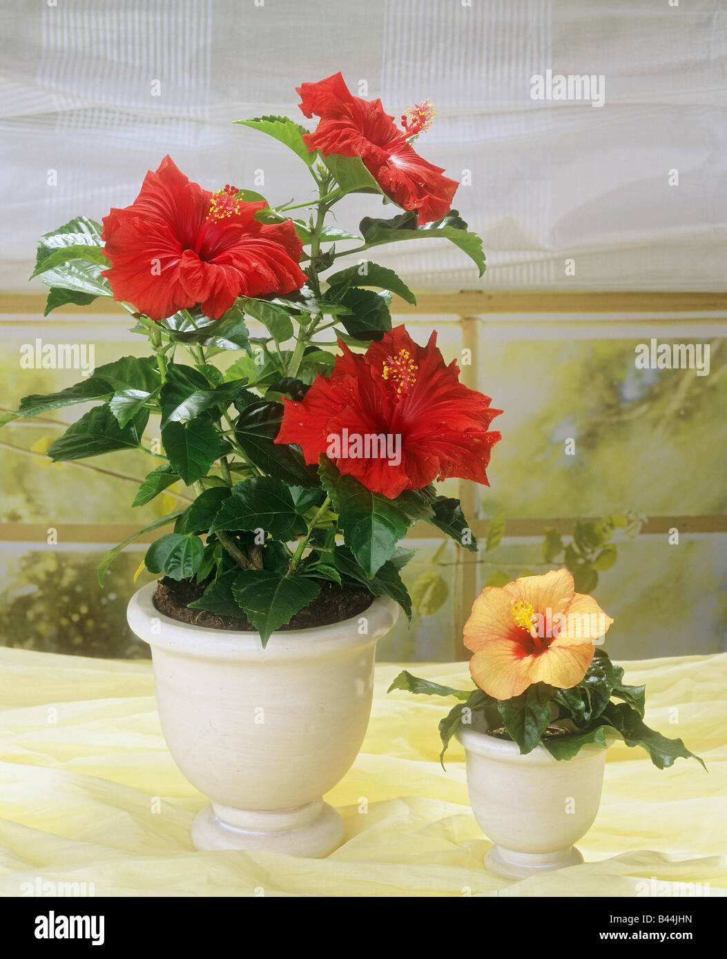 Hibiscus rosa sinensis pot hi-res stock photography and images - Alamy