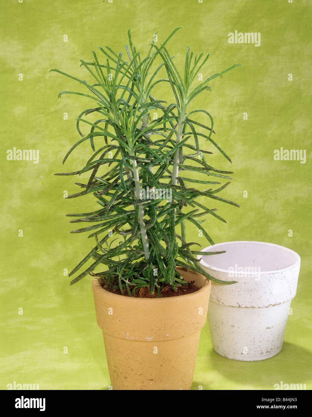 Kalanchoe chandelier hi-res stock photography and images - Alamy