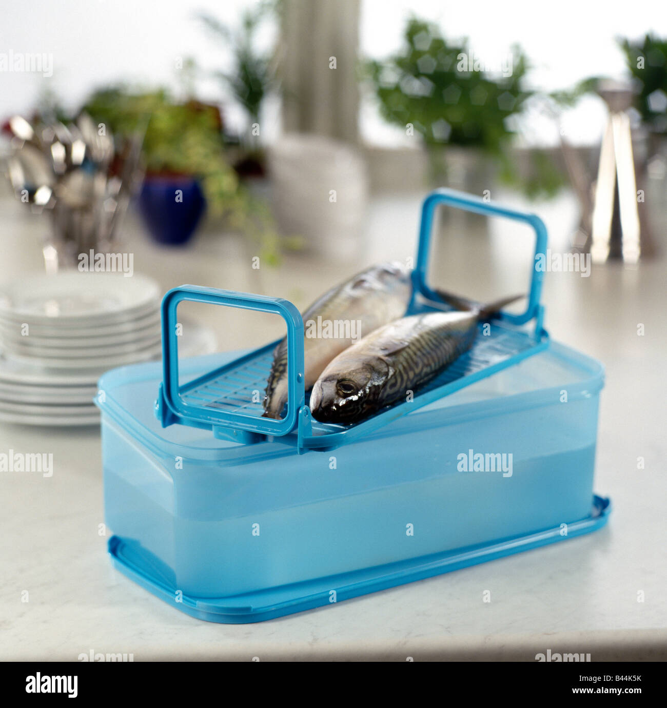 Tupperware container for fish Stock Photo - Alamy