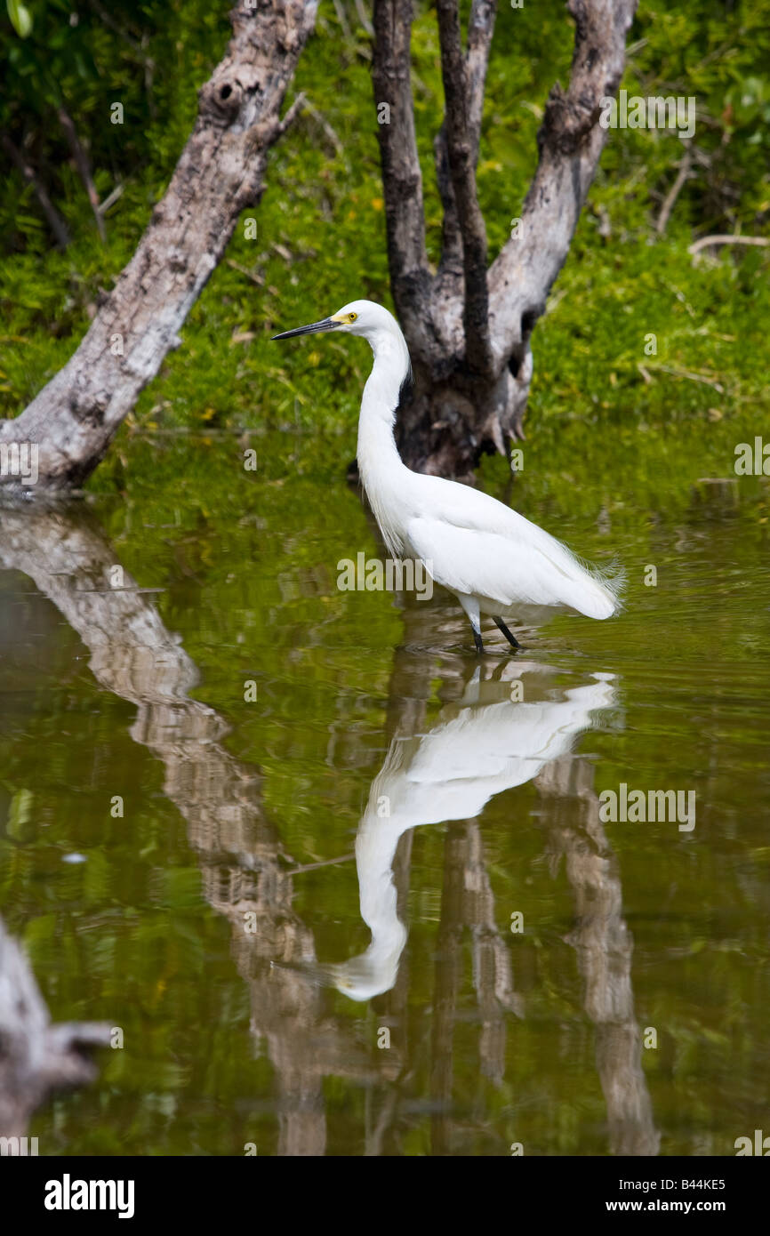 Wading through swamp america hi-res stock photography and images - Alamy