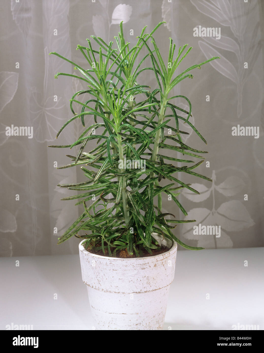 Chandelier plant hi-res stock photography and images - Alamy