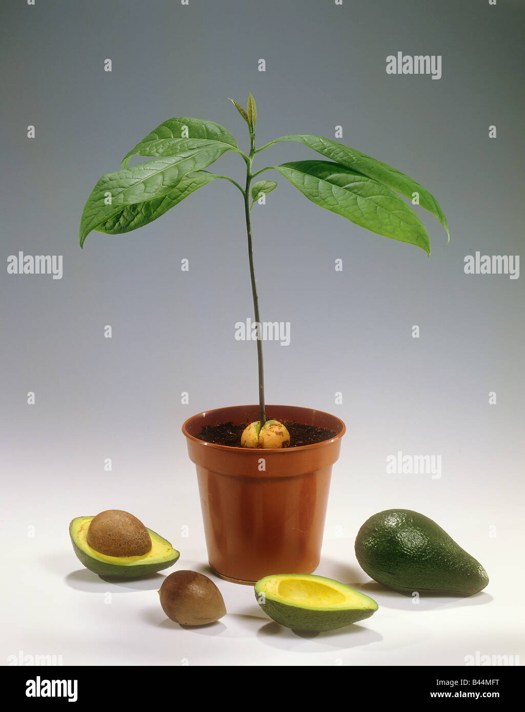 Avocado stone hi-res stock photography and images - Alamy