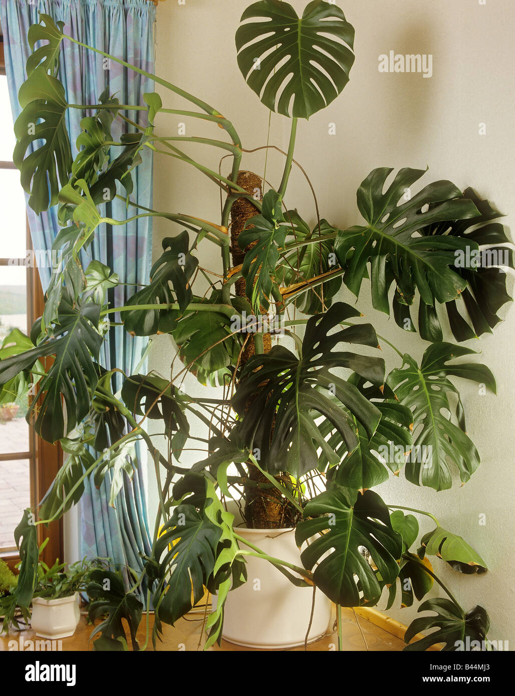 Swiss Cheese Plant Stock Photo - Alamy