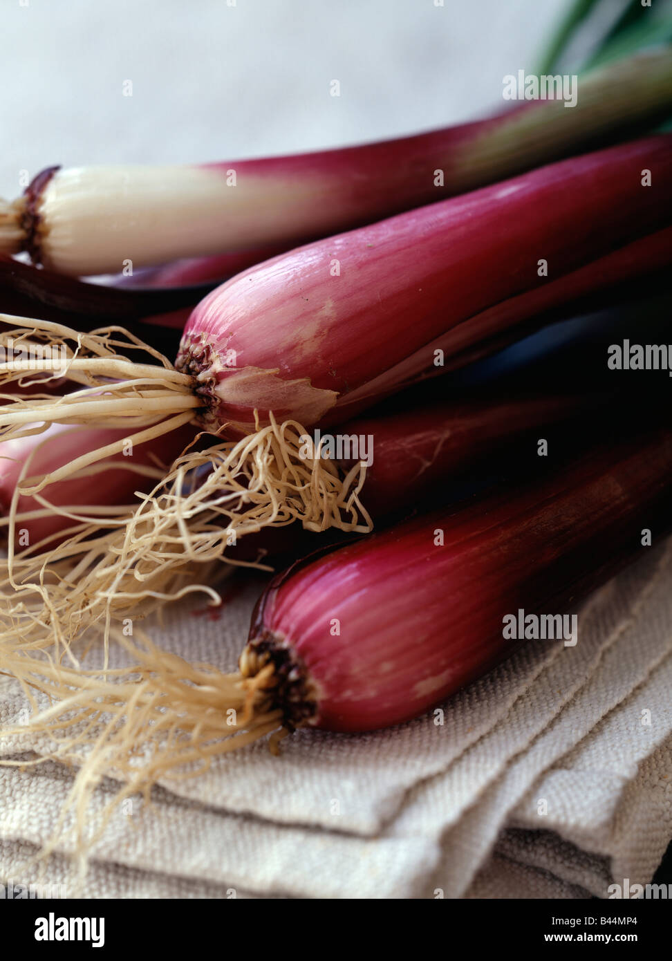 Red spring onion Stock Photo - Alamy