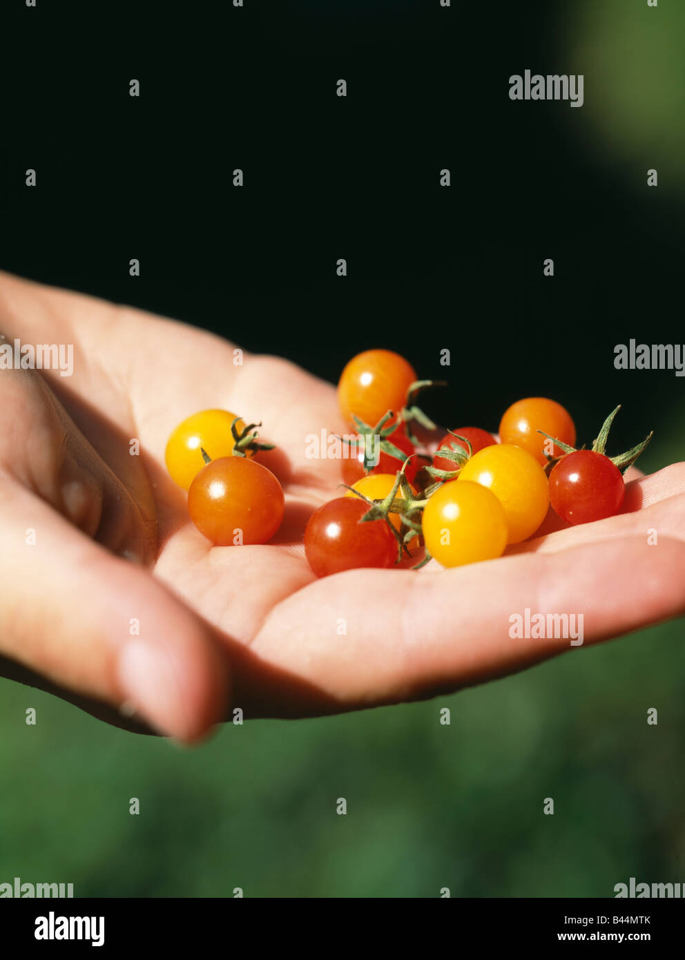 Handful of cherry tomatoes Stock Photo - Alamy