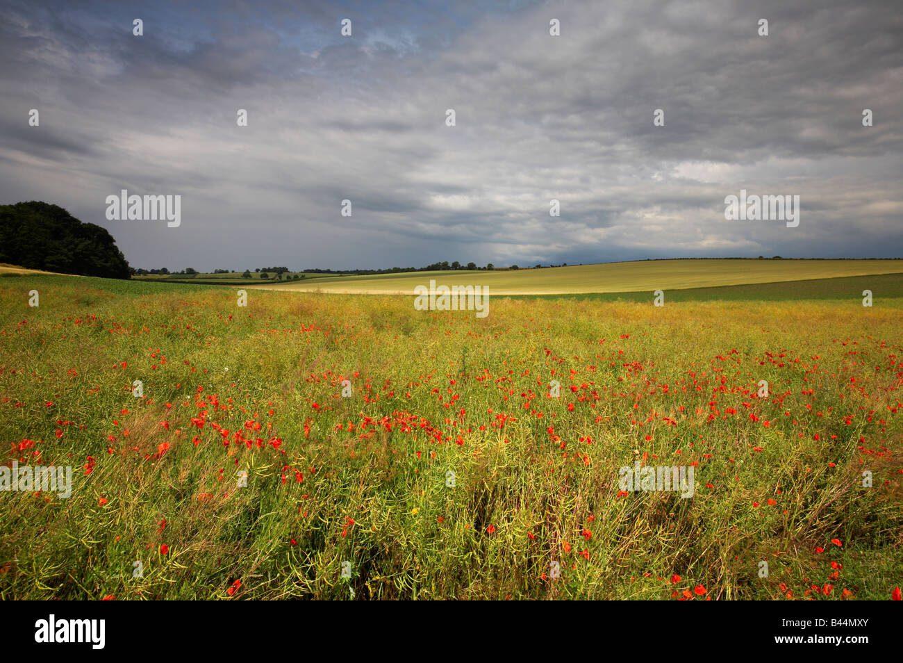 Wild Poppies in the Norfolk Countryside with arable farmland in the ...