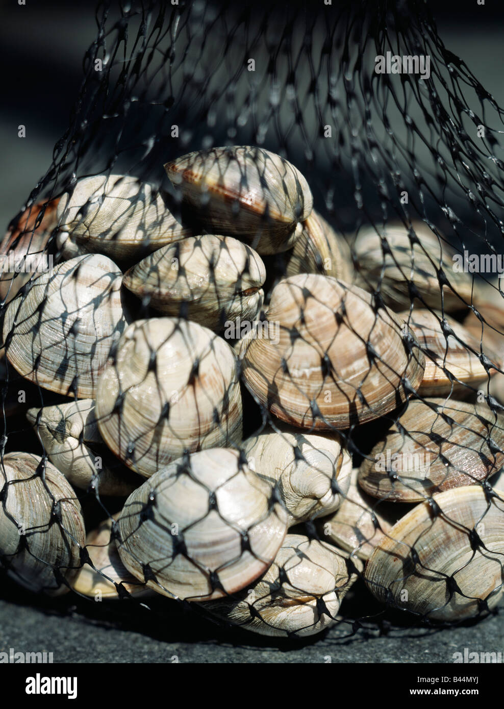 Carpet Shell Clams High Resolution Stock Photography and Images - Alamy