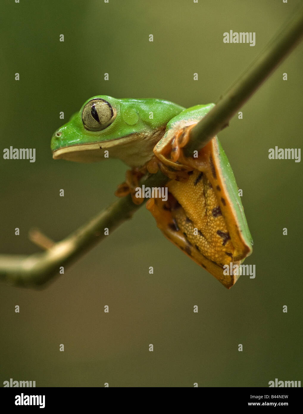 Tiger Striped Tree Frog
