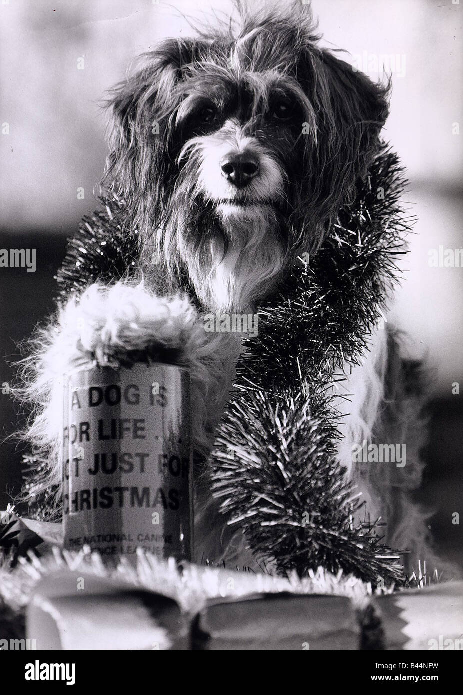 Pippin the dog with Christmas tinsel around his neck and a paw on a tin ...