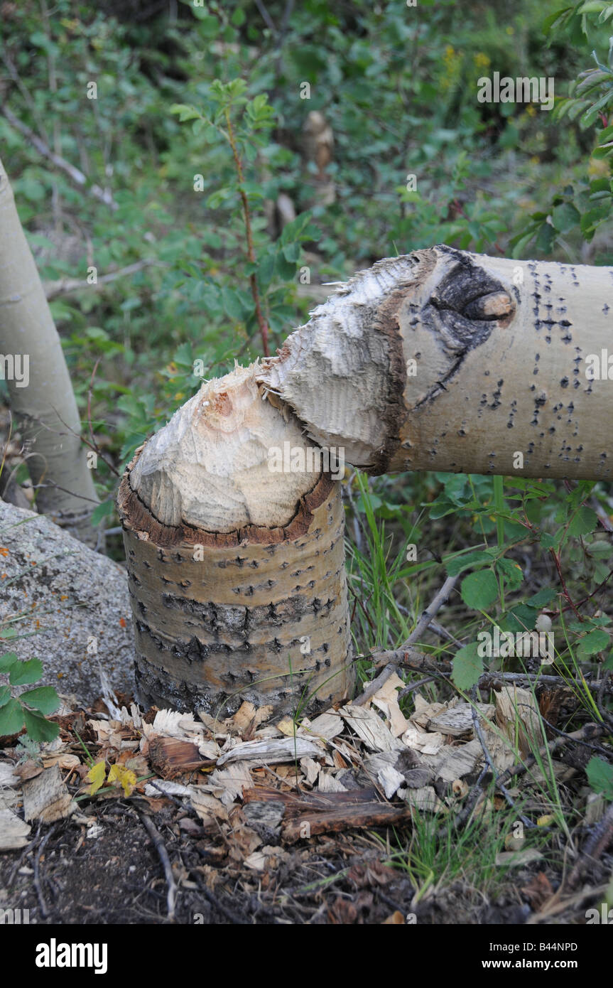 Beaver damage to Aspen trees Stock Photo - Alamy