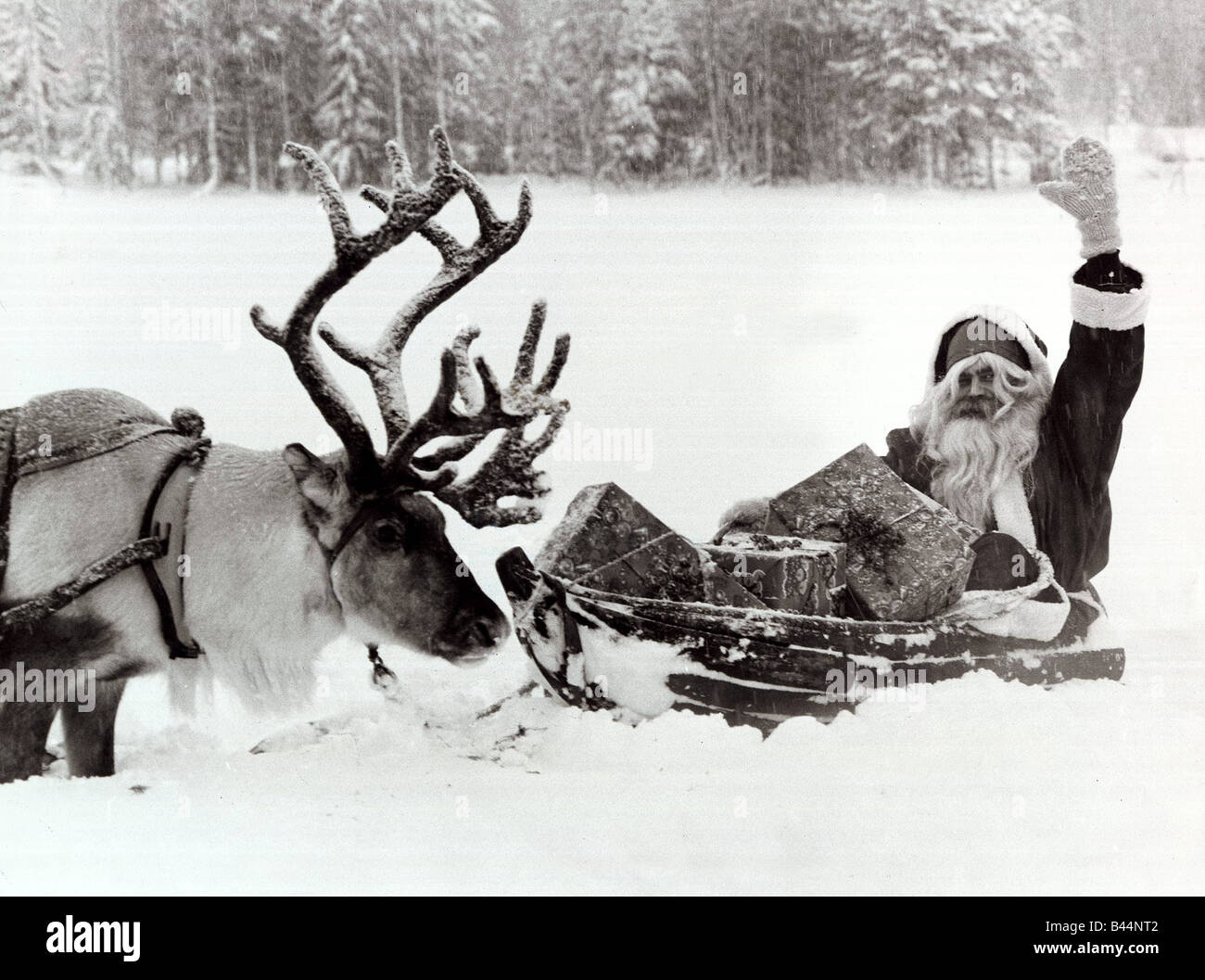Santa Claus on his sleigh in the snow December 1981 with his Reindeer ...