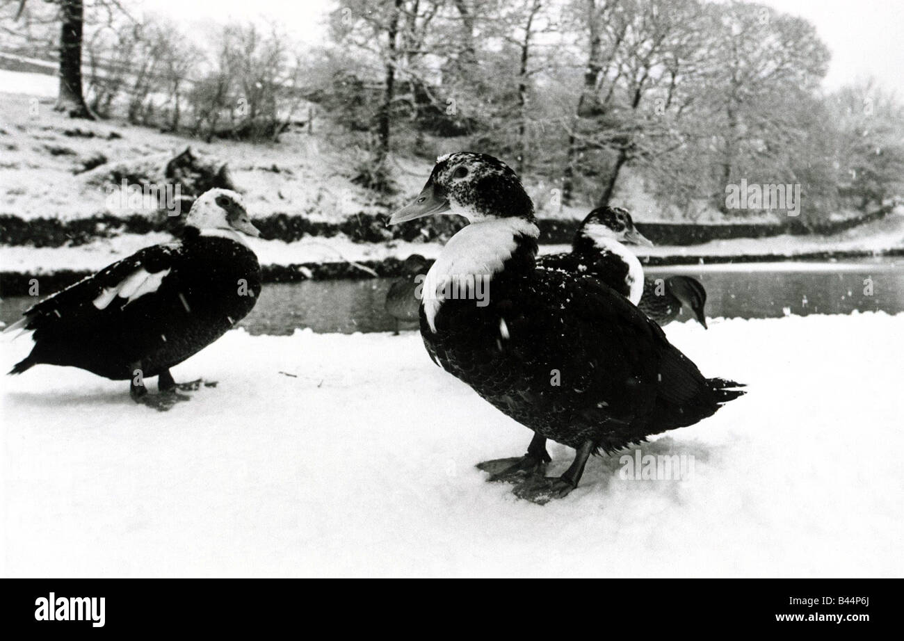 1979 winter hi-res stock photography and images - Alamy