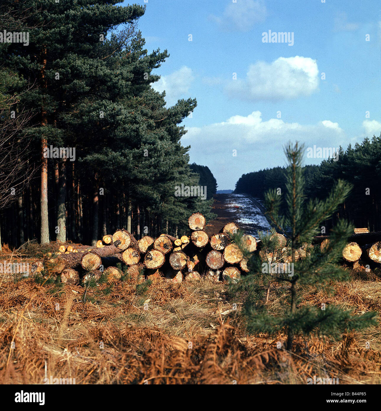 Norwich East Anglia England 1972 General Views Thetford Forest Stock ...