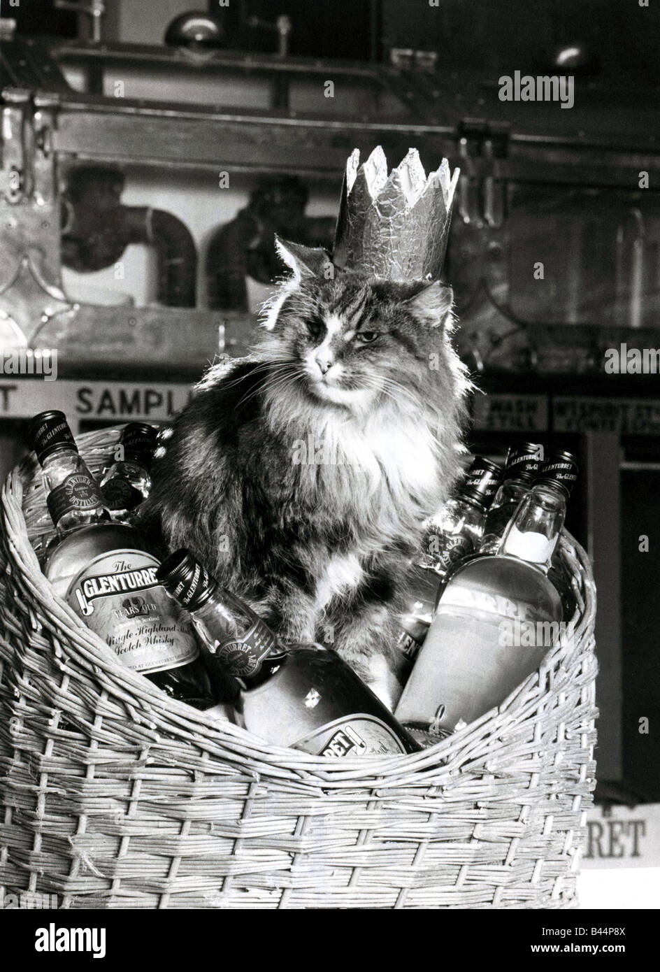 World s Champion Mouser Towser the cat pet of Glenturret Distillery has ...