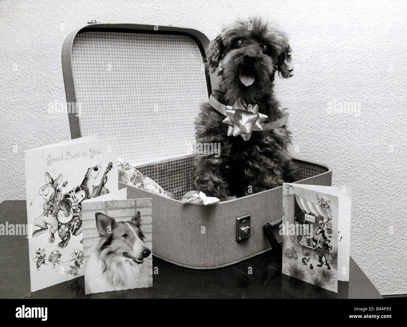 Pepy the poodle is 15 years old September 1980 Brian and Anne saved ...