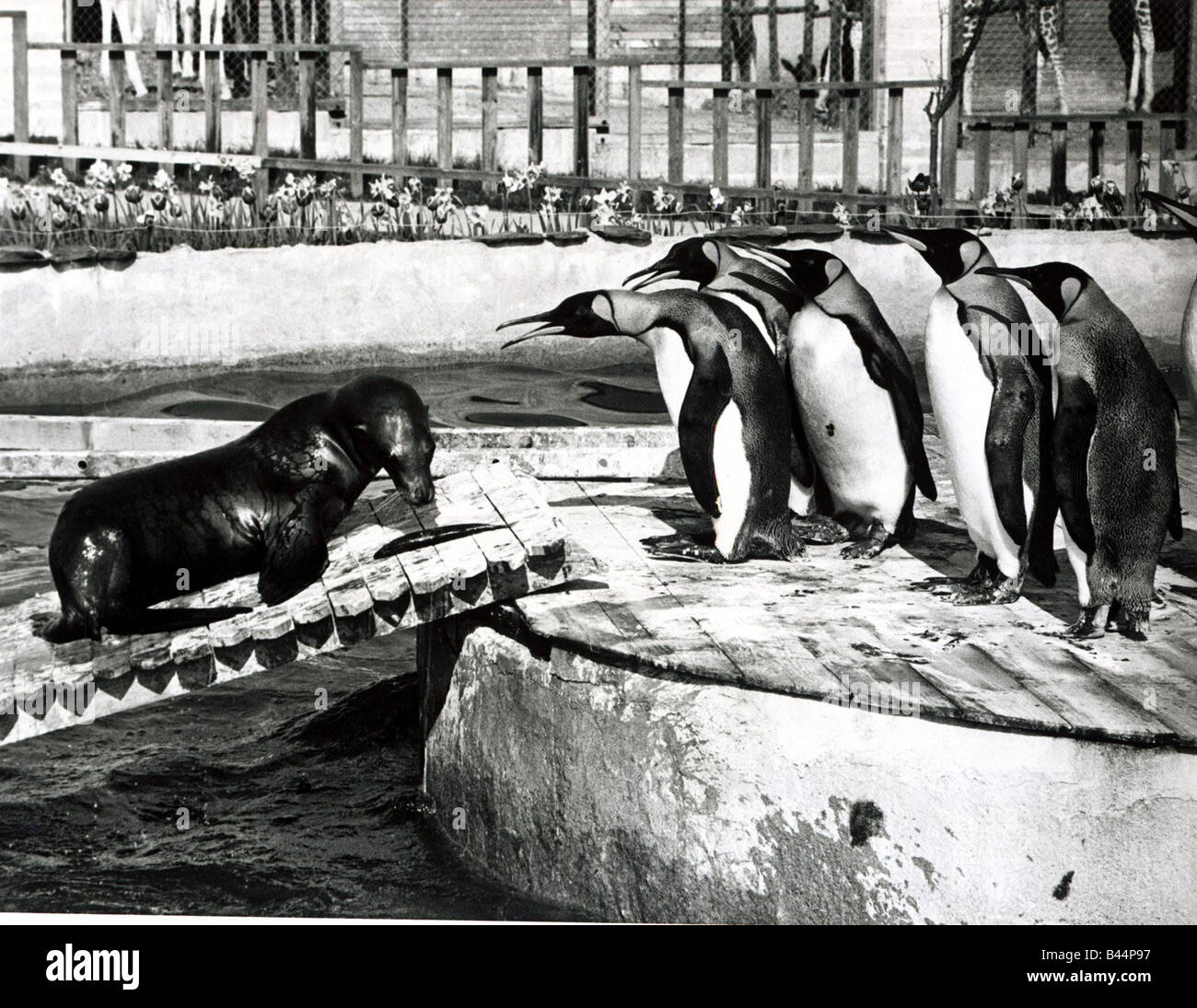 1960s penguins hi-res stock photography and images - Alamy