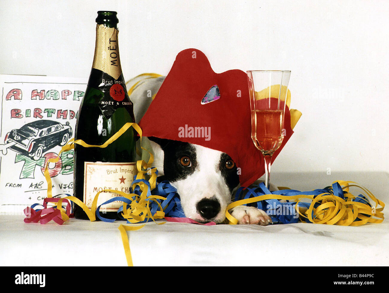 Animals Dogs Toby 5000 Birthday circa 1990 Stock Photo - Alamy