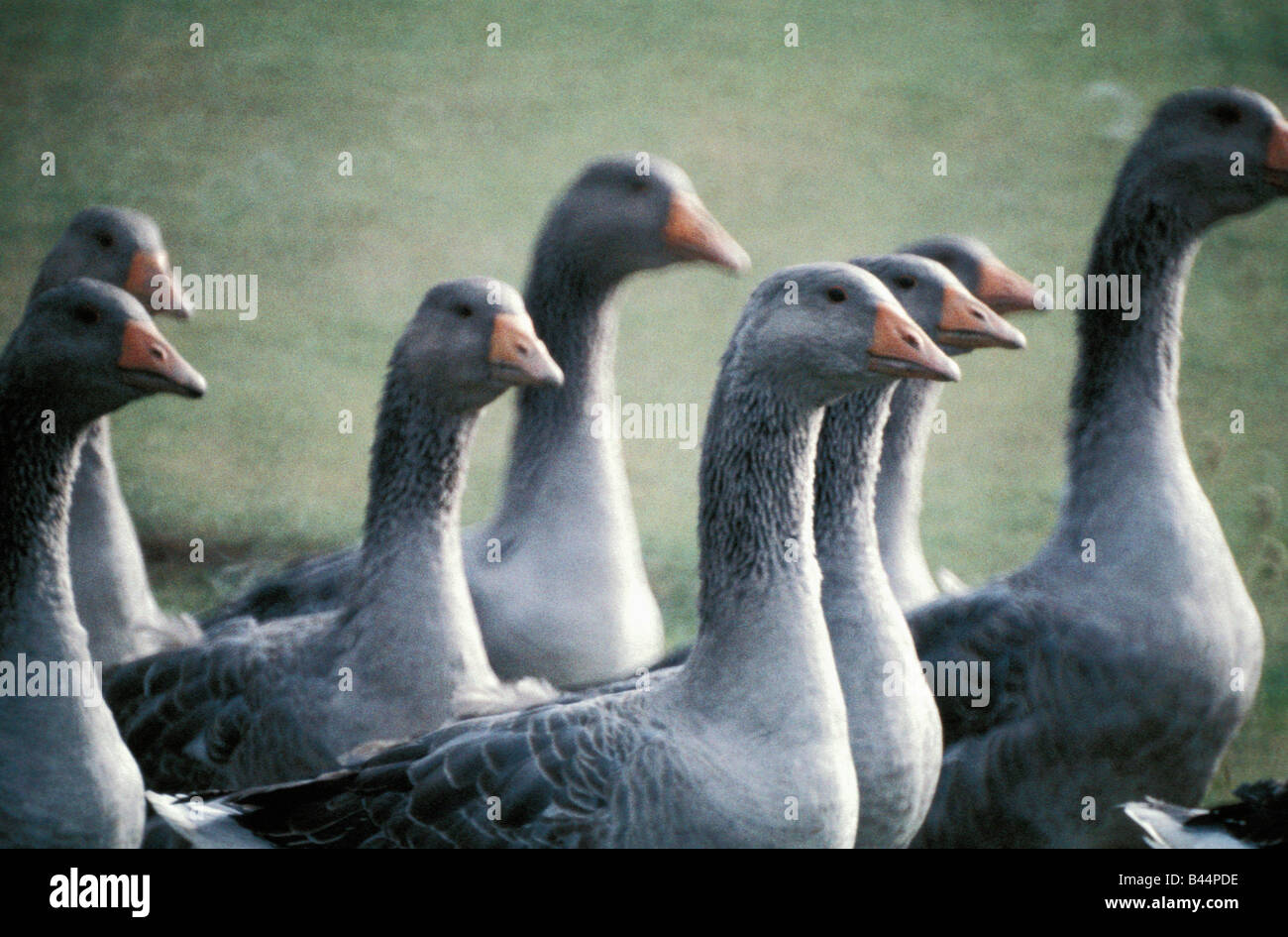 Rearing geese hi-res stock photography and images - Alamy
